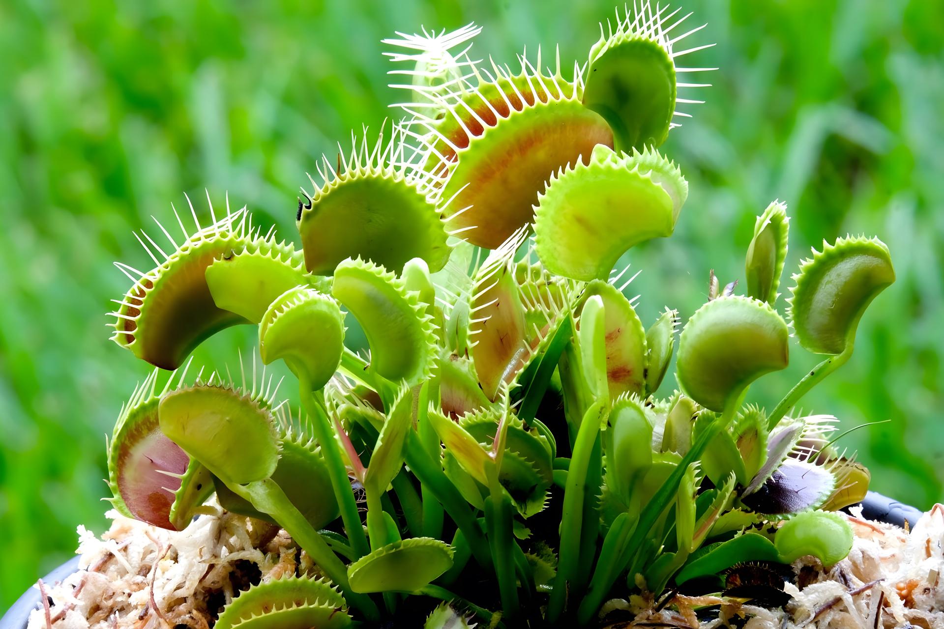 Bill Authorizing Venus Flytrap License Plate Signed Into Law - Carolina ...